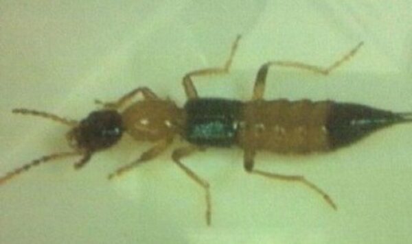 Bahan Alami yang Efektif untuk Mengusir Semut Semai - Fight Bugs