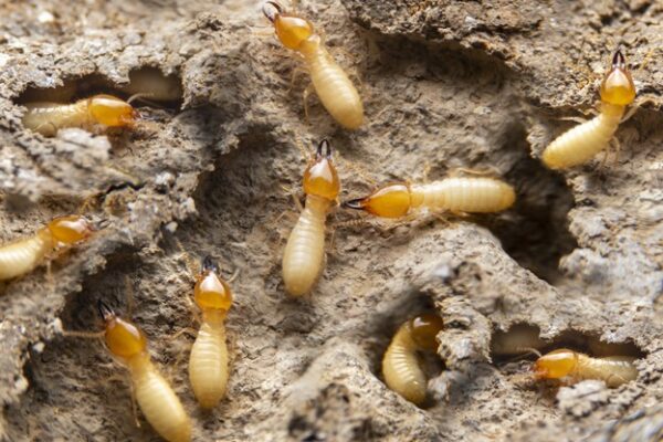 Jenis Rayap dan Cara Mengendalikannya - Fight Bugs