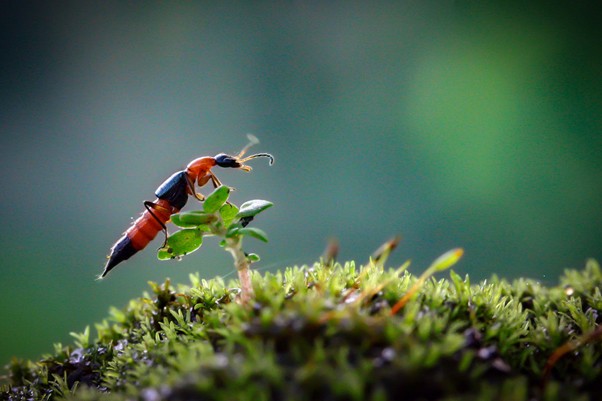 Mengenal Semut Semai - Fight Bugs