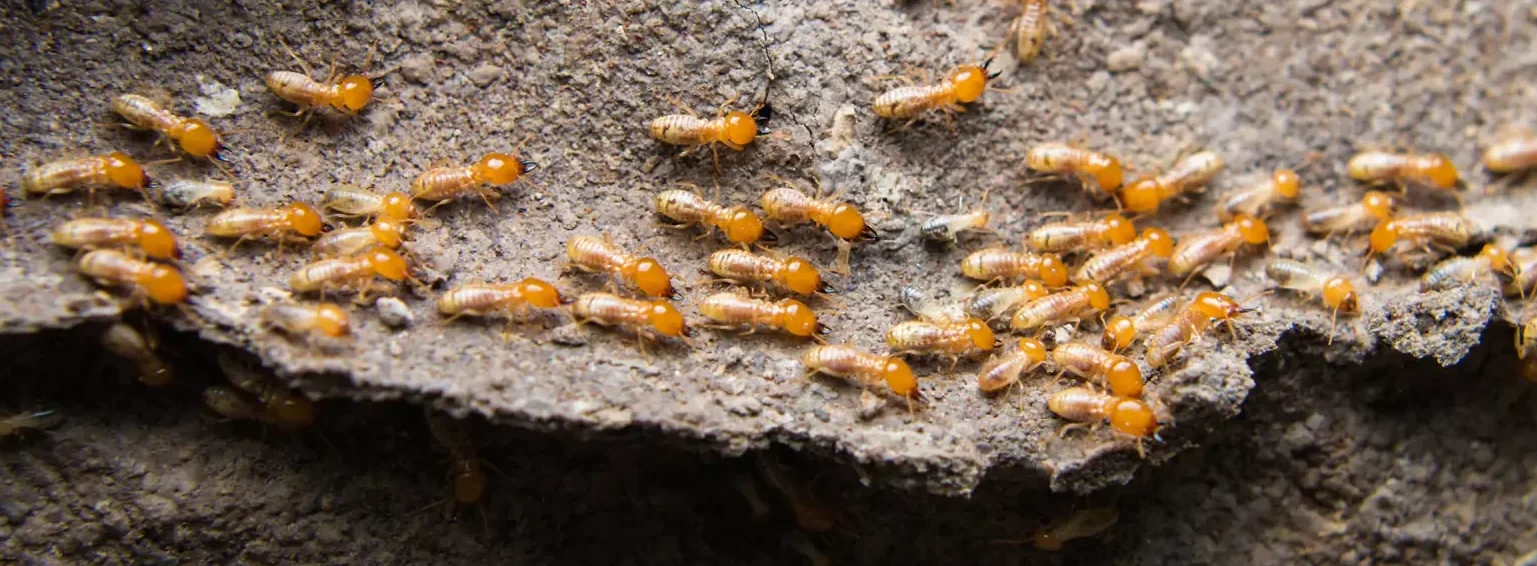 Jenis Rayap dan Cara Mengendalikannya - Fight Bugs